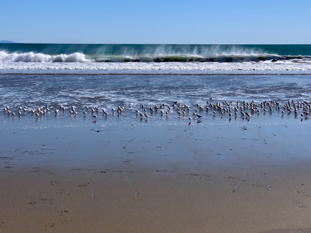 Drakes Beach – Bull Elephant Seals – Point Reyes National Seashore ...