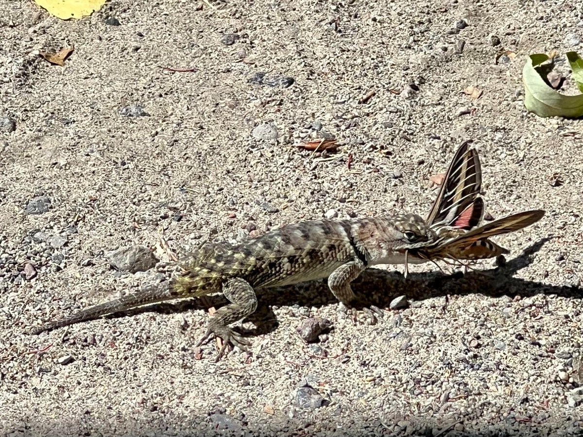 Lizard Eating a Moth – heavens to betty